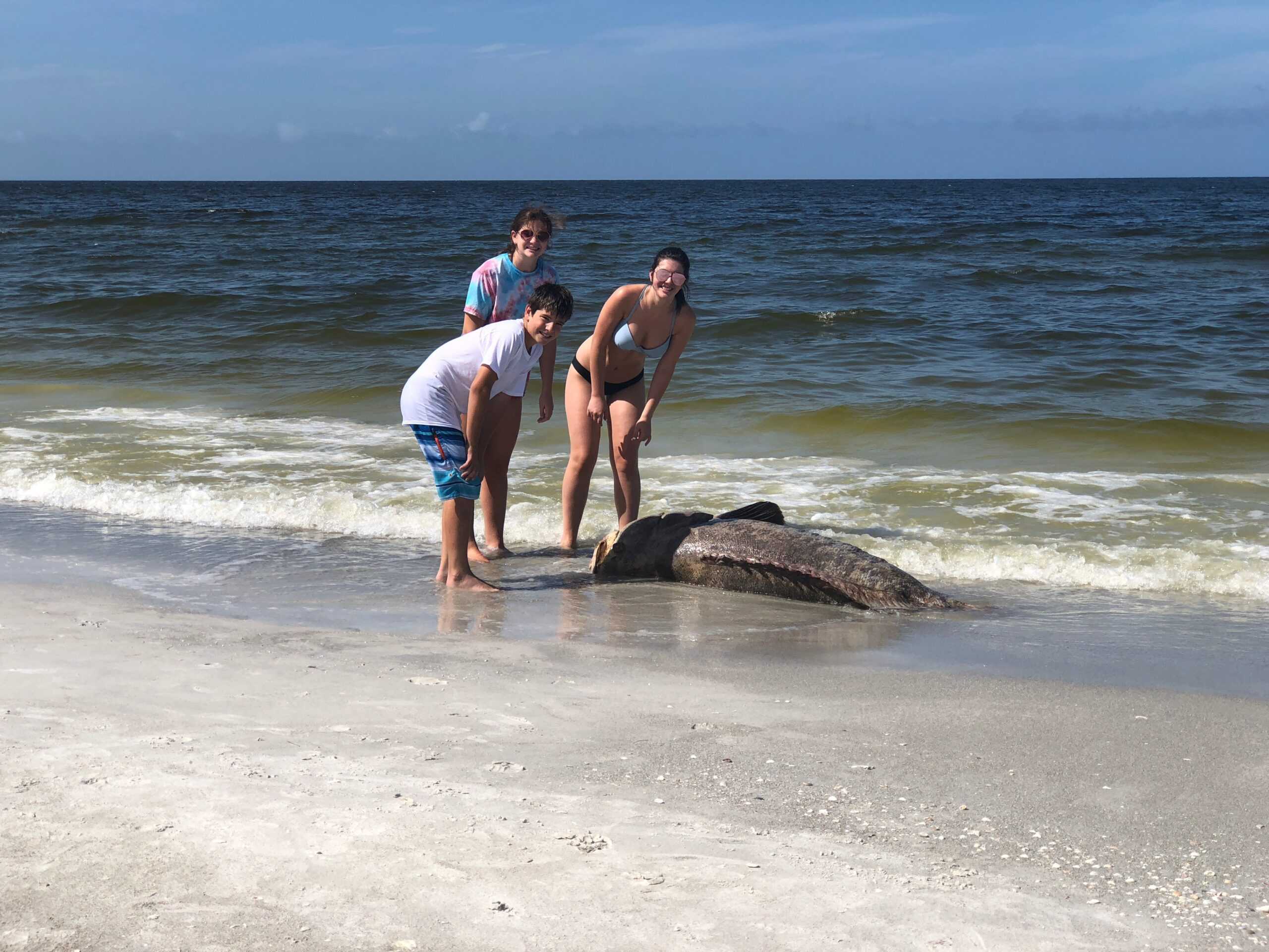 The Red Tide Phenomenon – The Belltower